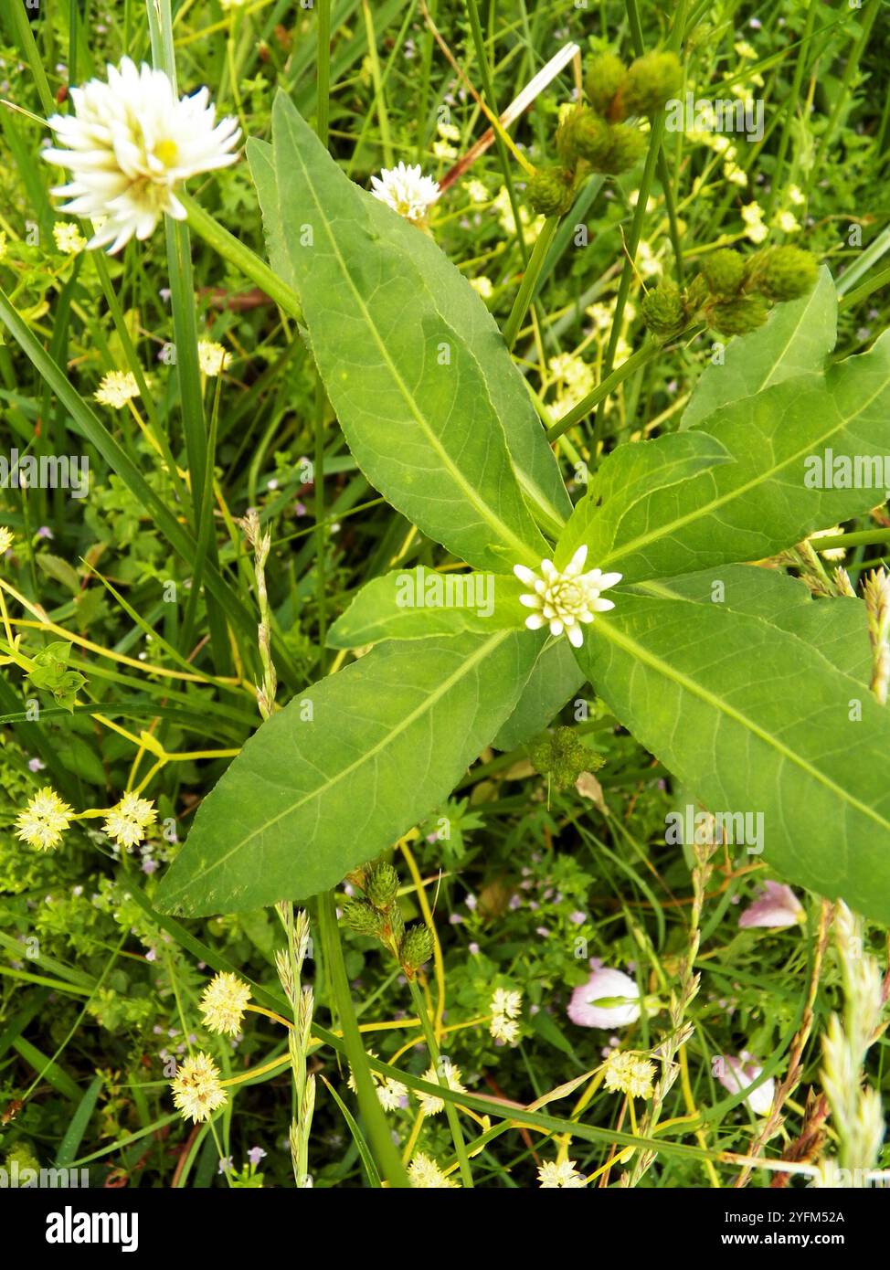 Alligatorweed (Alternanthera philoxeroides Stock Photo - Alamy