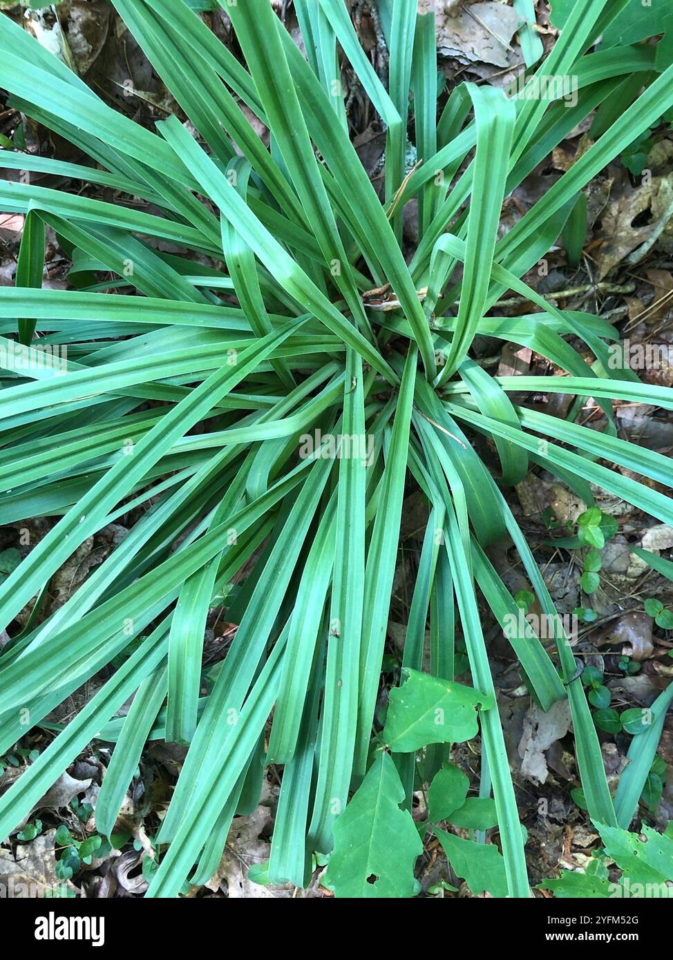 fly poison (Amianthium muscitoxicum Stock Photo - Alamy