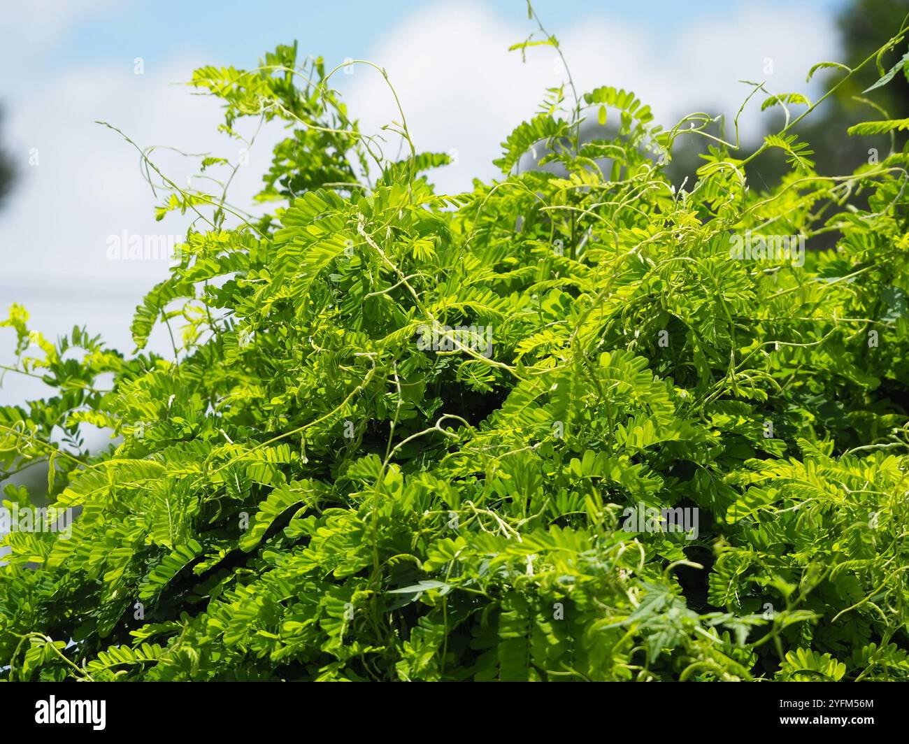rosary pea (Abrus precatorius Stock Photo - Alamy