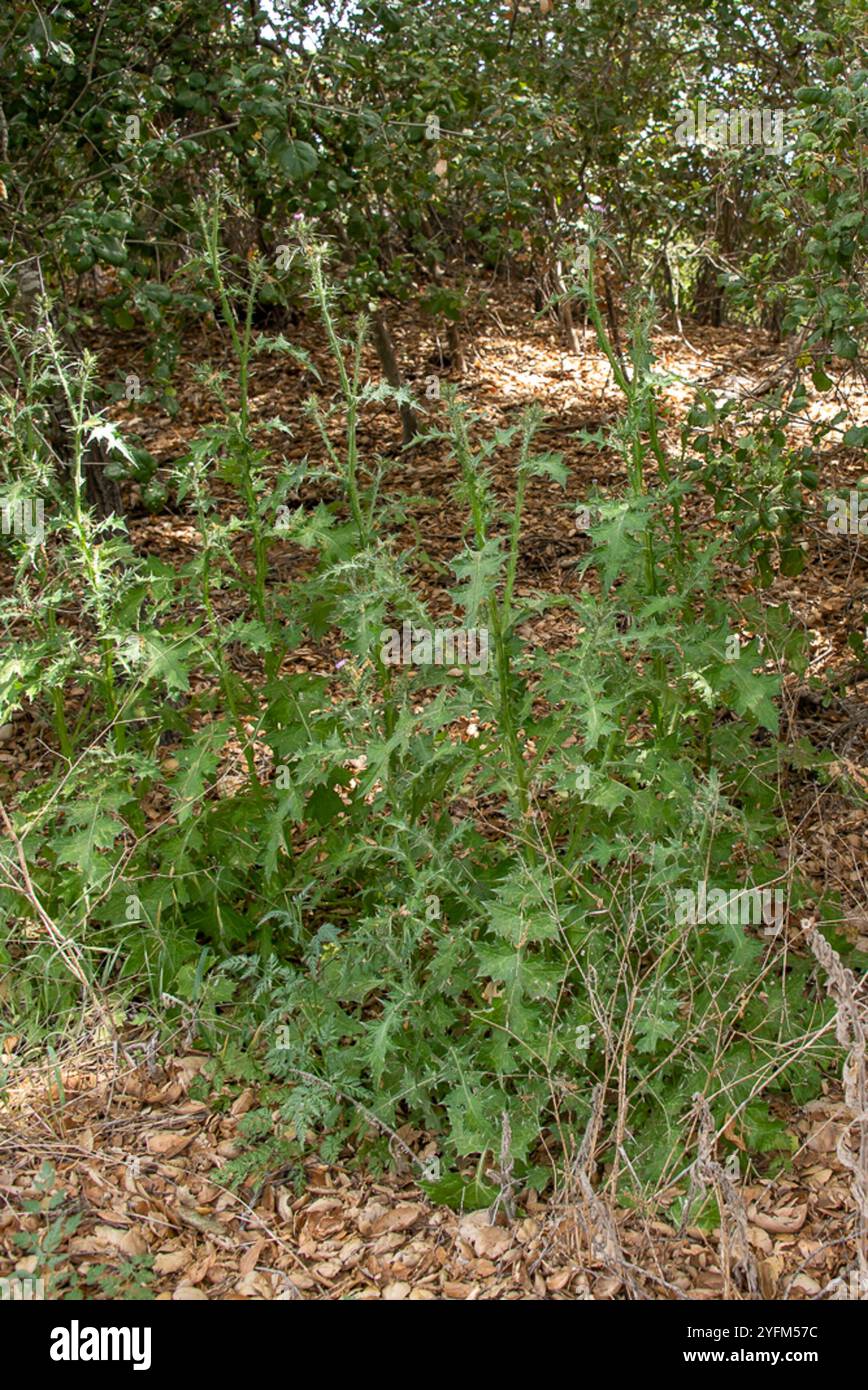Carduus pycnocephalus hi-res stock photography and images - Alamy