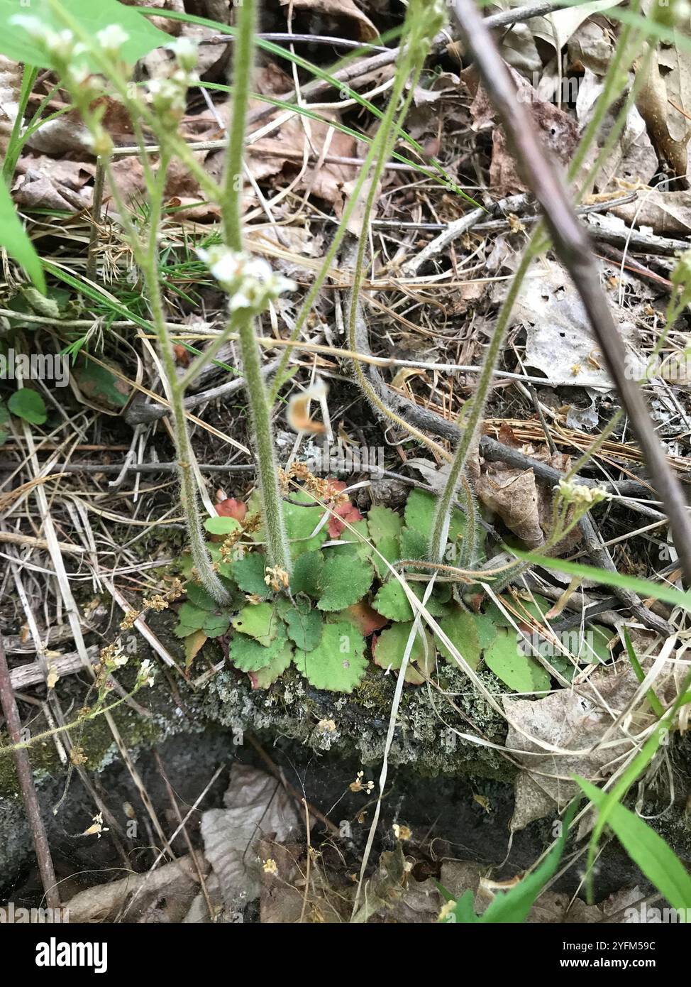 Micranthes virginiensis hi-res stock photography and images - Alamy