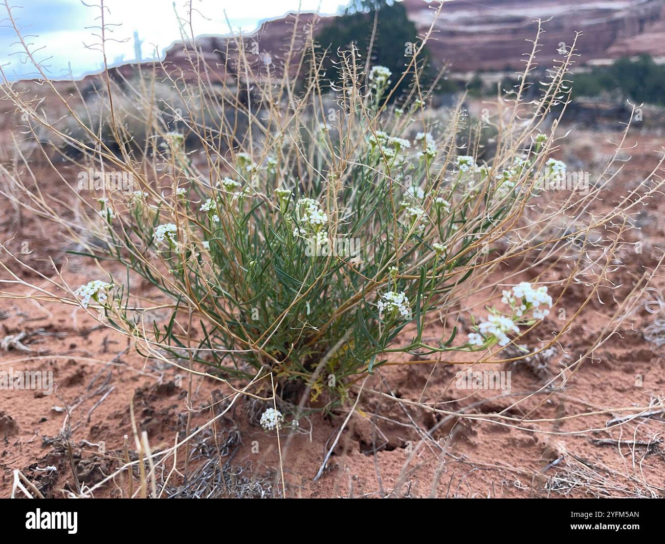 Mountain Pepperweed (Lepidium montanum Stock Photo - Alamy