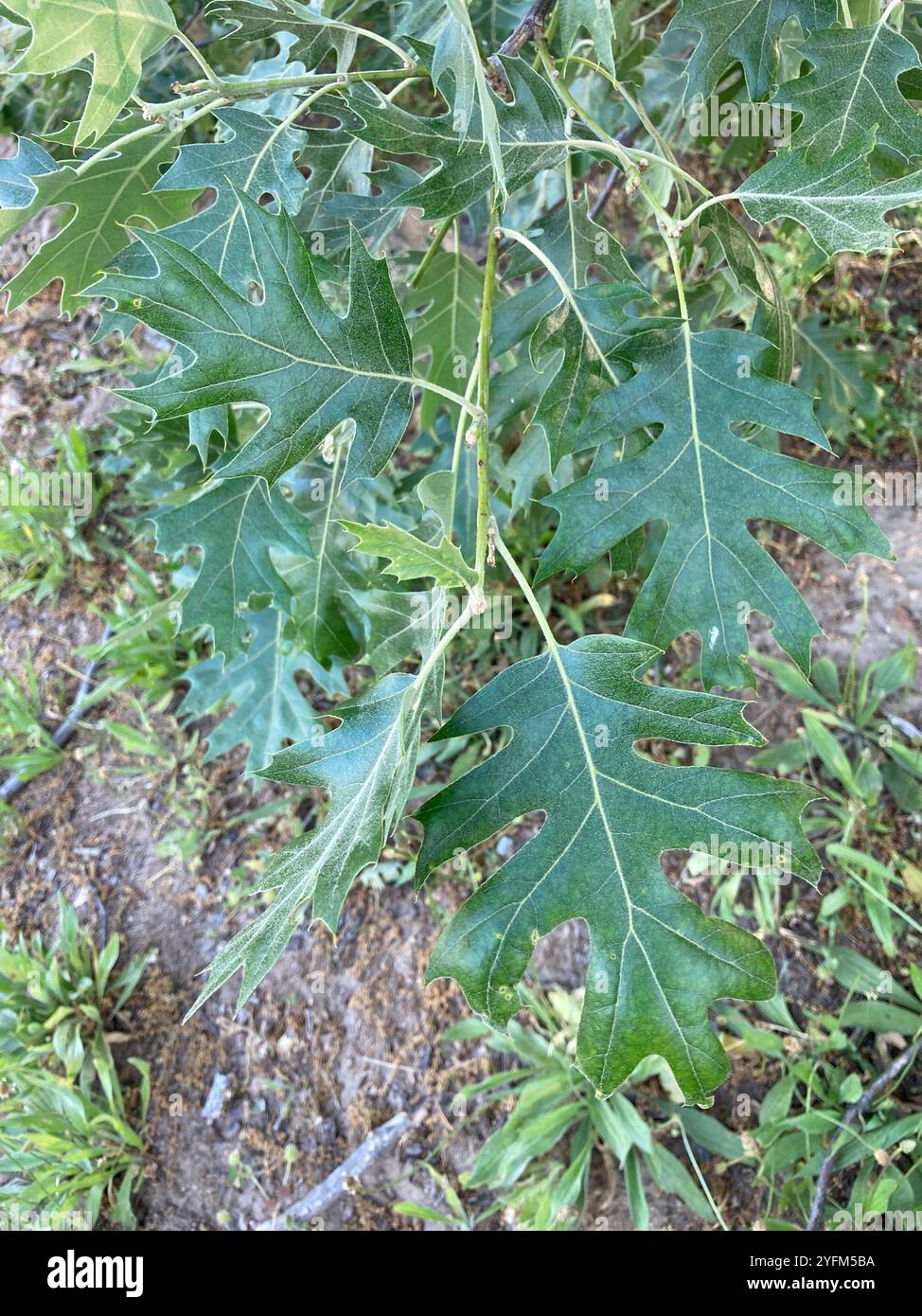 California black oak (Quercus kelloggii Stock Photo - Alamy