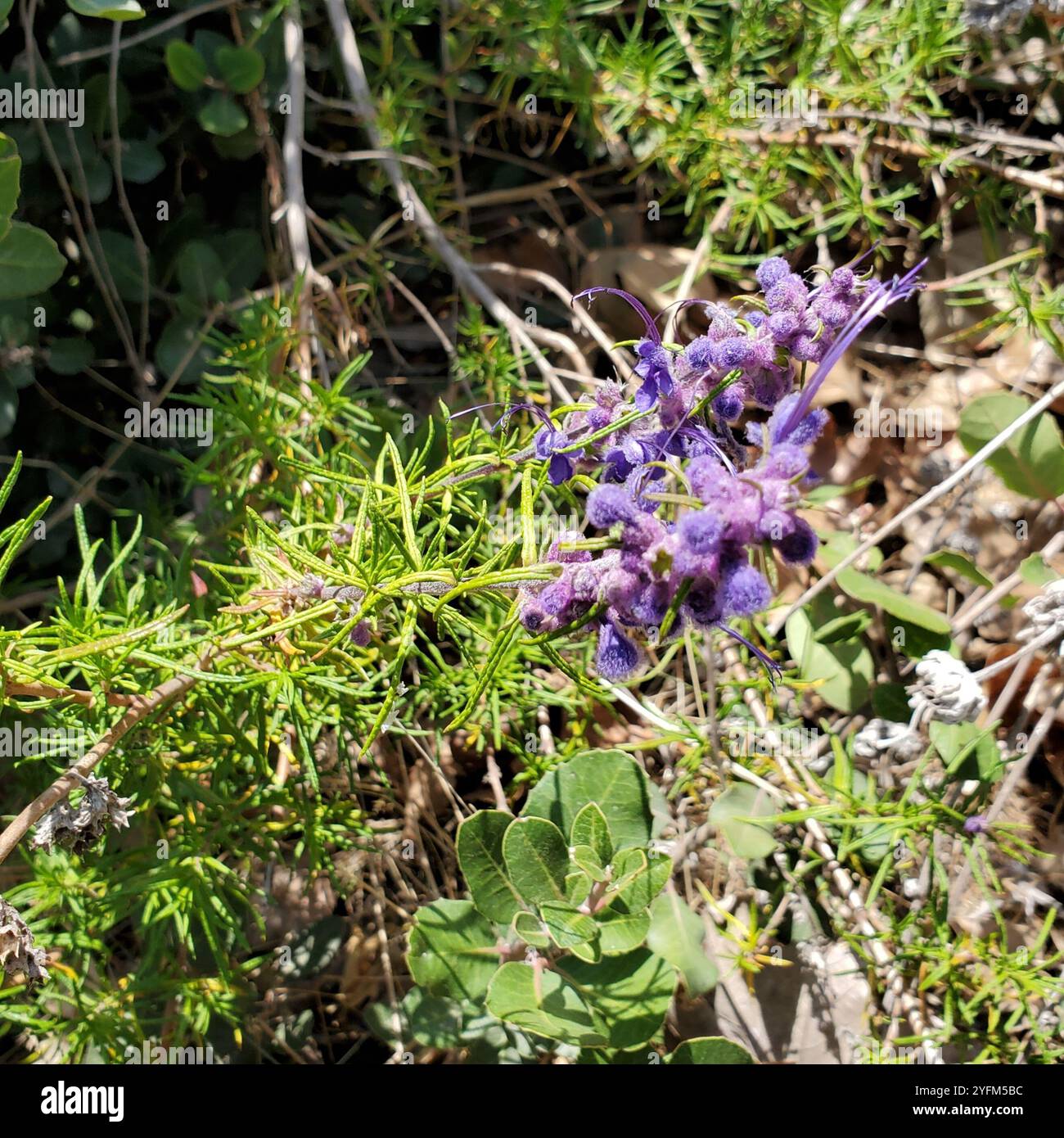 woolly bluecurls (Trichostema lanatum Stock Photo - Alamy