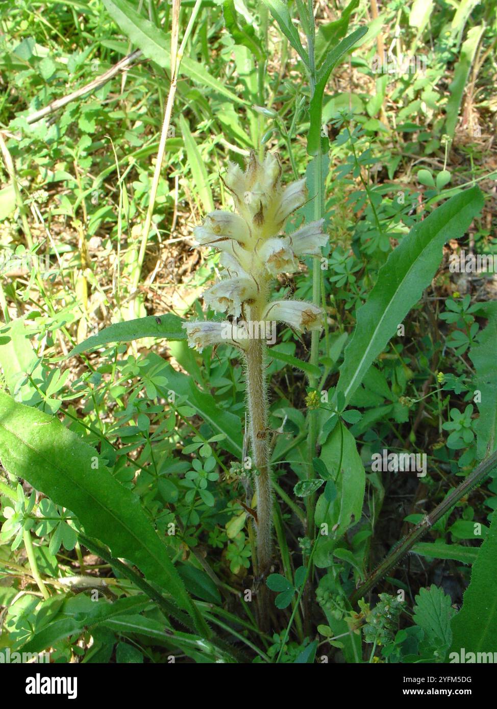 Orobanche picridis hi-res stock photography and images - Alamy