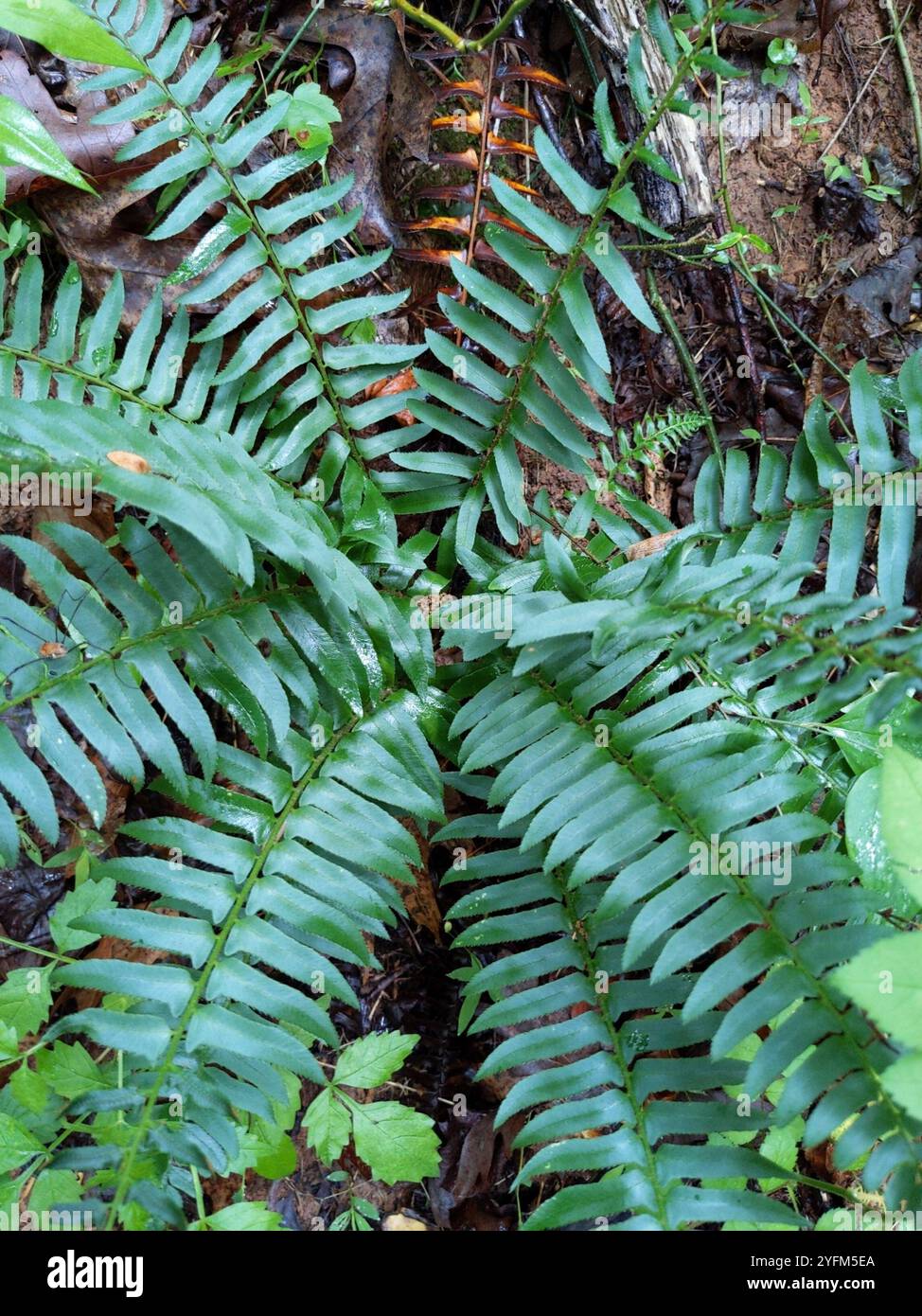 Christmas fern (Polystichum acrostichoides Stock Photo - Alamy