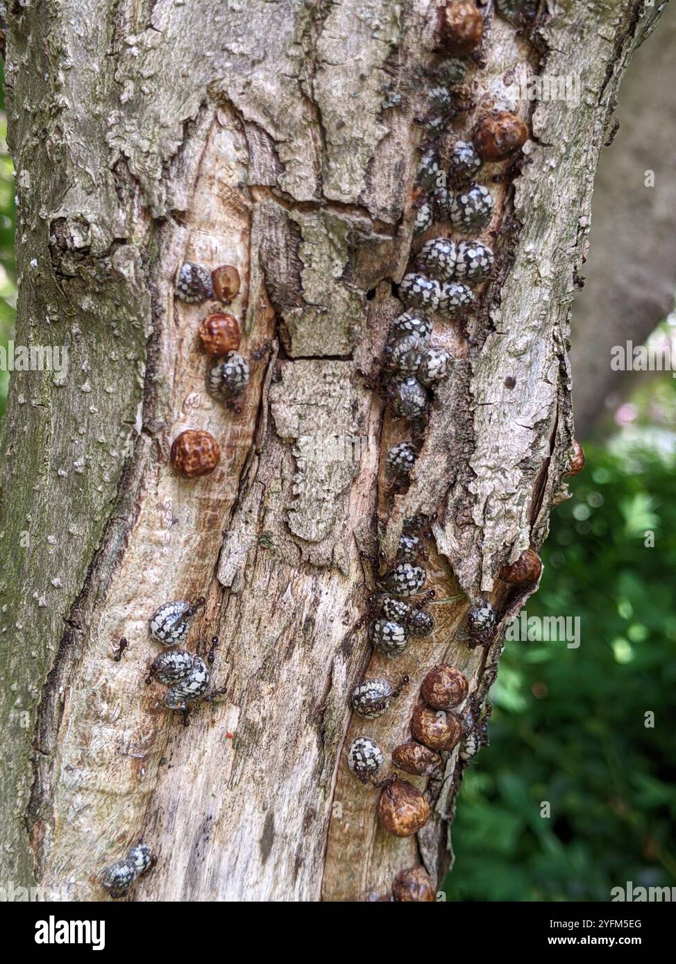 calico scale (Eulecanium cerasorum Stock Photo - Alamy