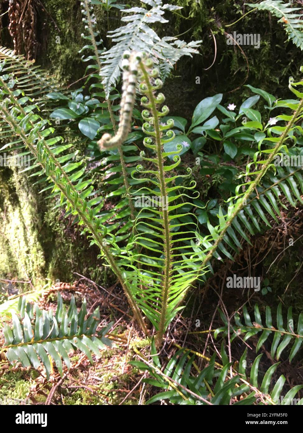western sword fern (Polystichum munitum Stock Photo - Alamy
