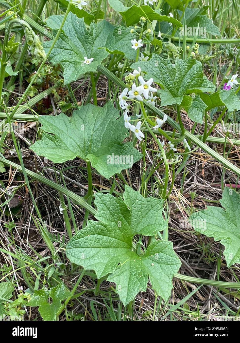 coastal manroot (Marah oregana Stock Photo - Alamy