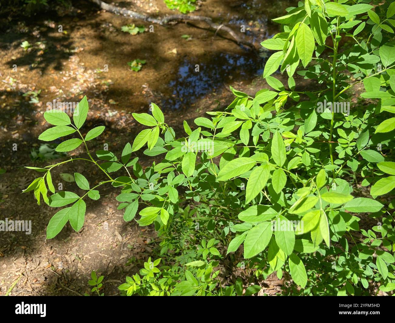 Rosa palustris swamp rose hi-res stock photography and images - Alamy