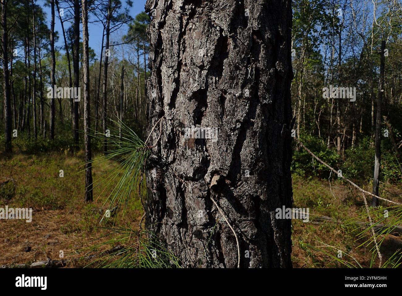 pond pine (Pinus serotina Stock Photo - Alamy