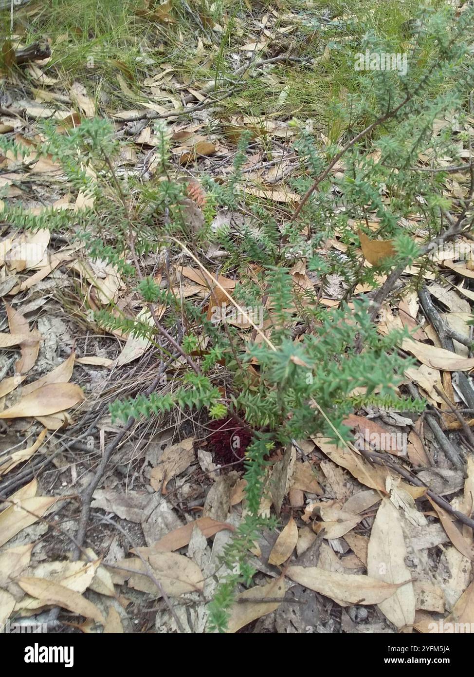 Mount Lofty Ground-berry (Acrotriche fasciculiflora Stock Photo - Alamy