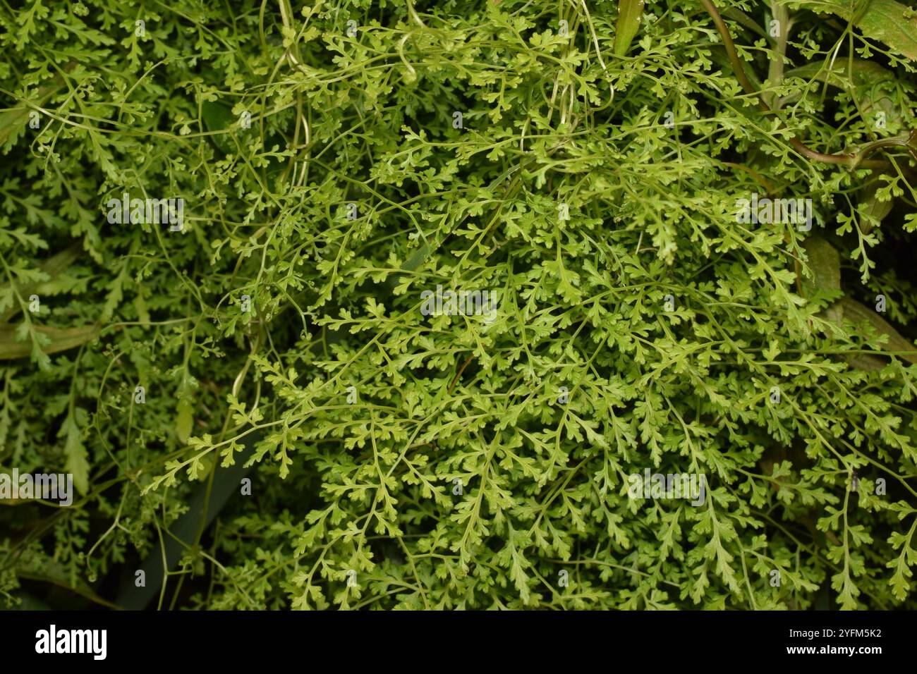 Japanese climbing fern (Lygodium japonicum Stock Photo - Alamy