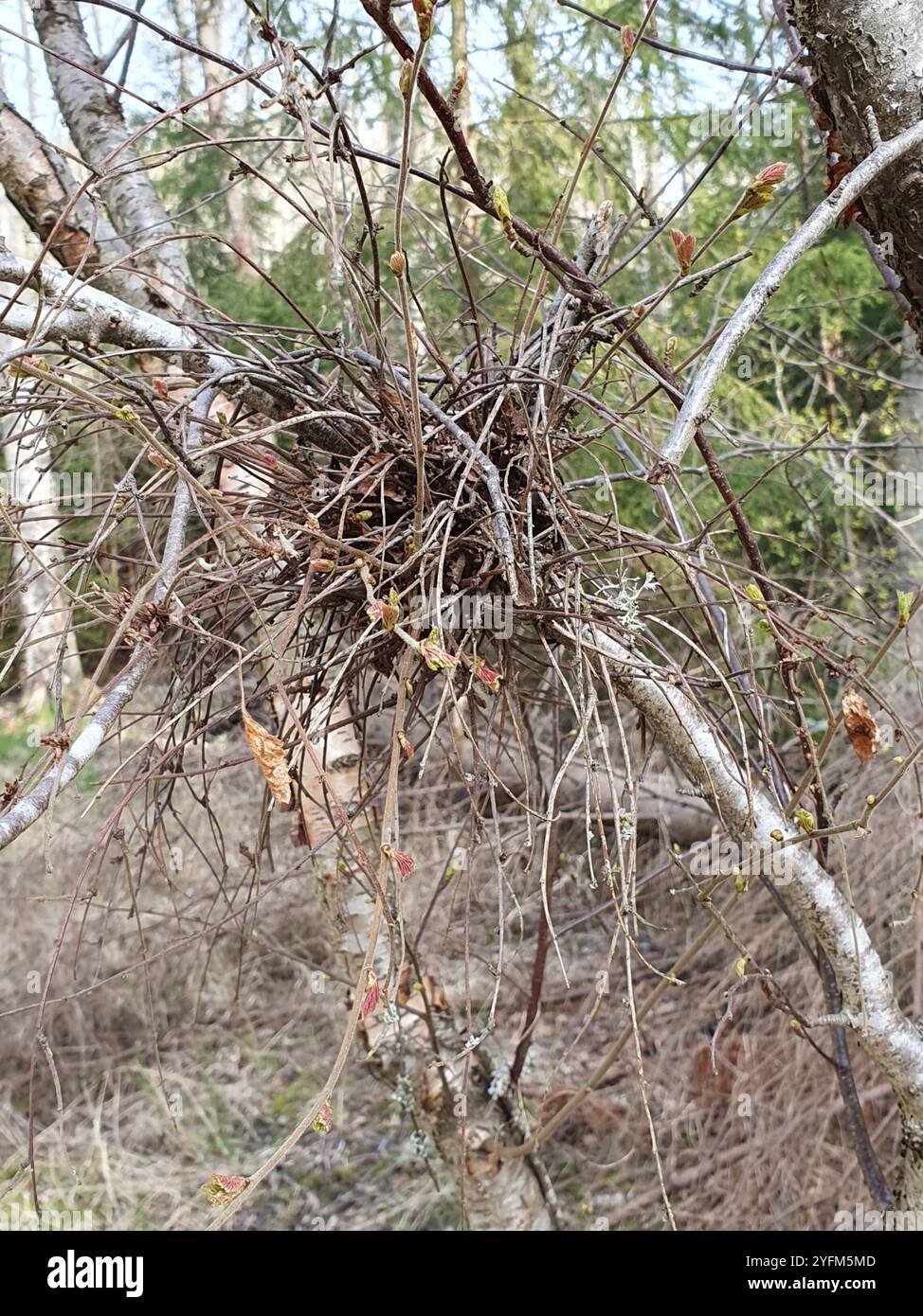 Birch Witch's-broom (Taphrina betulina Stock Photo - Alamy
