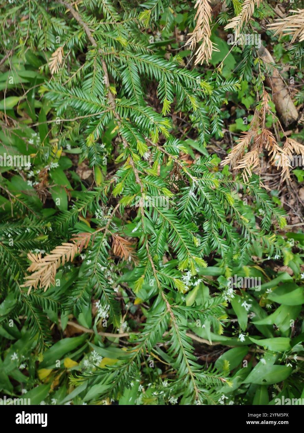 common yew (Taxus baccata Stock Photo - Alamy