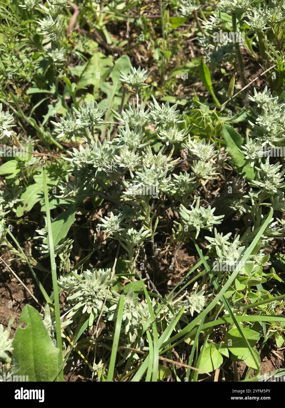 flathead rabbit tobacco (Diaperia prolifera Stock Photo - Alamy