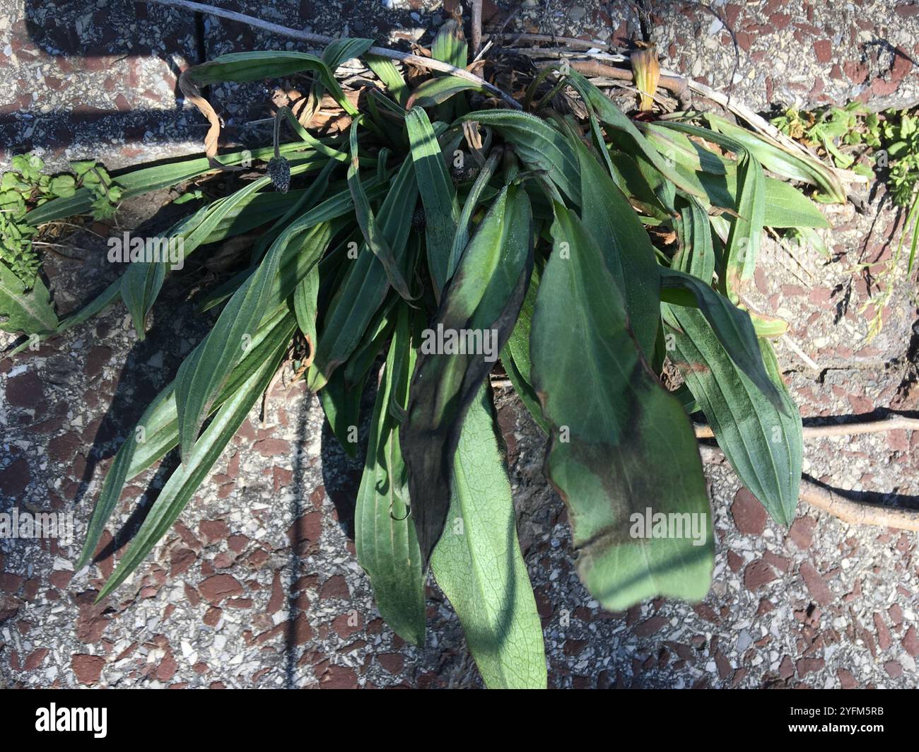 ribwort plantain (Plantago lanceolata Stock Photo - Alamy
