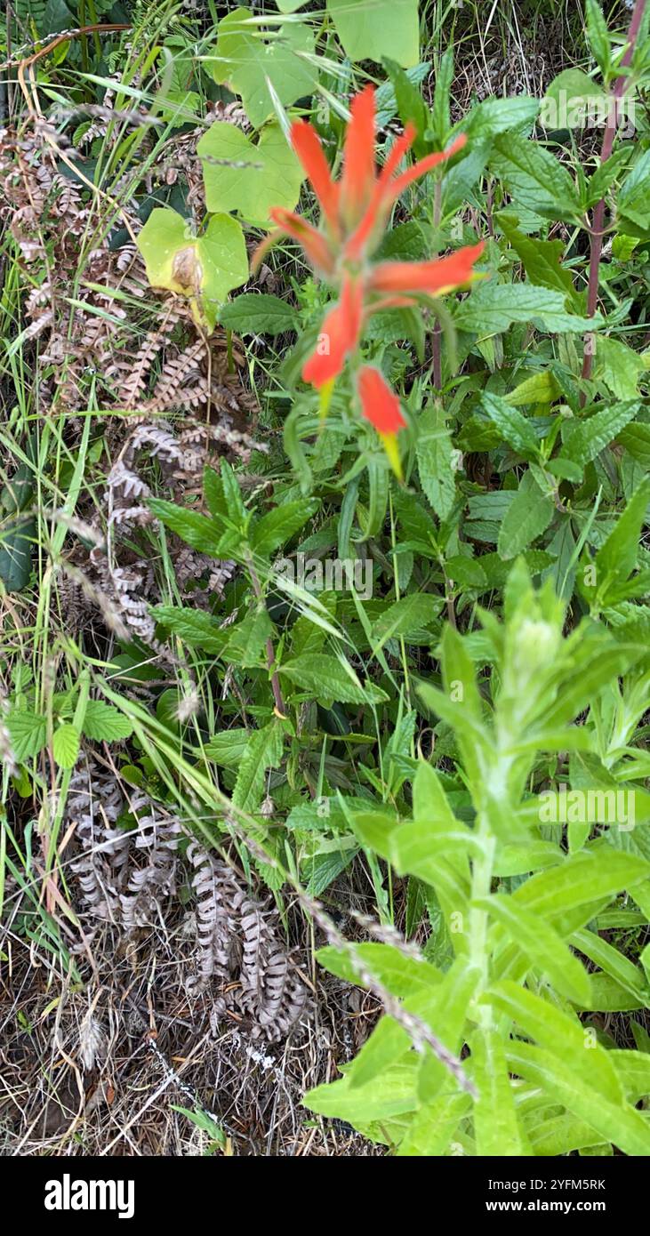 Castilleja subinclusa hi-res stock photography and images - Alamy