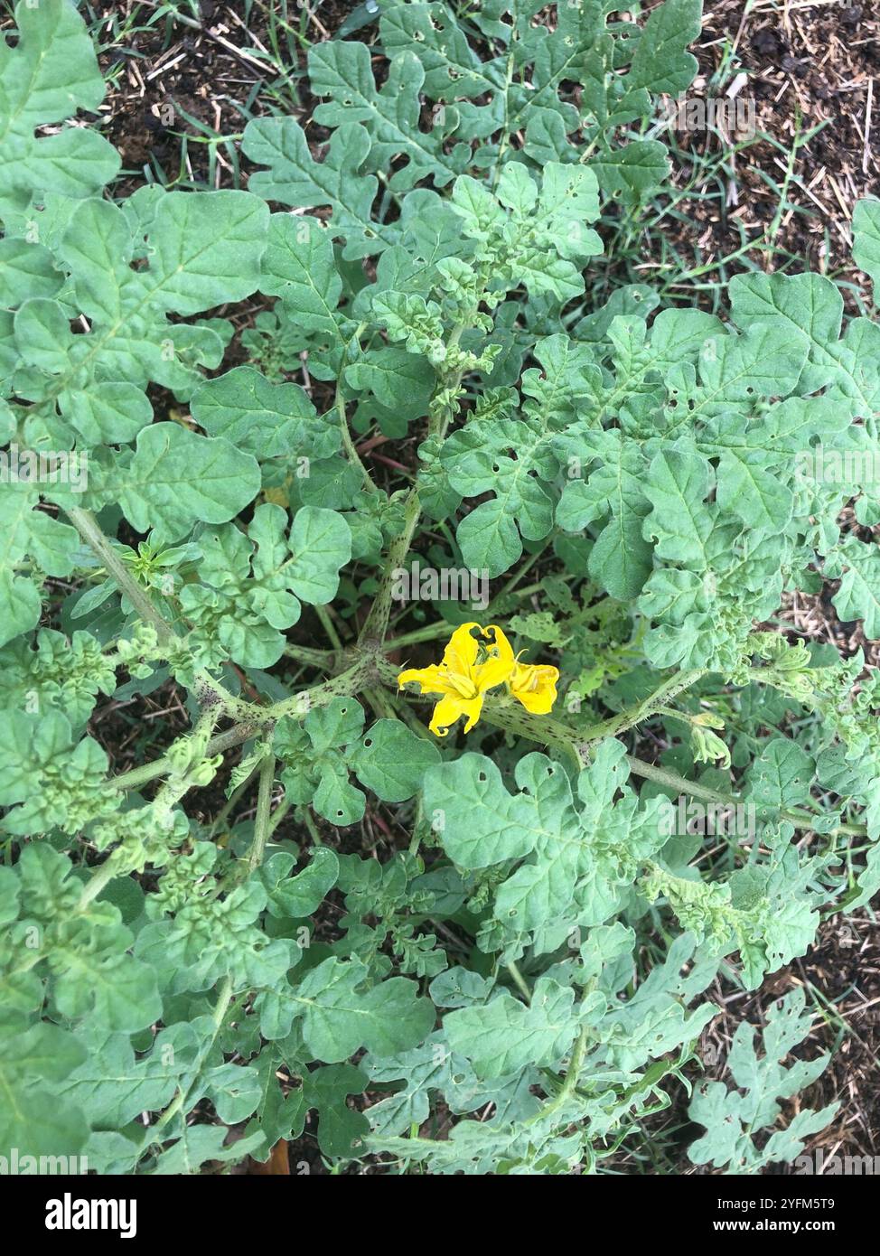 buffalo-bur (Solanum rostratum Stock Photo - Alamy