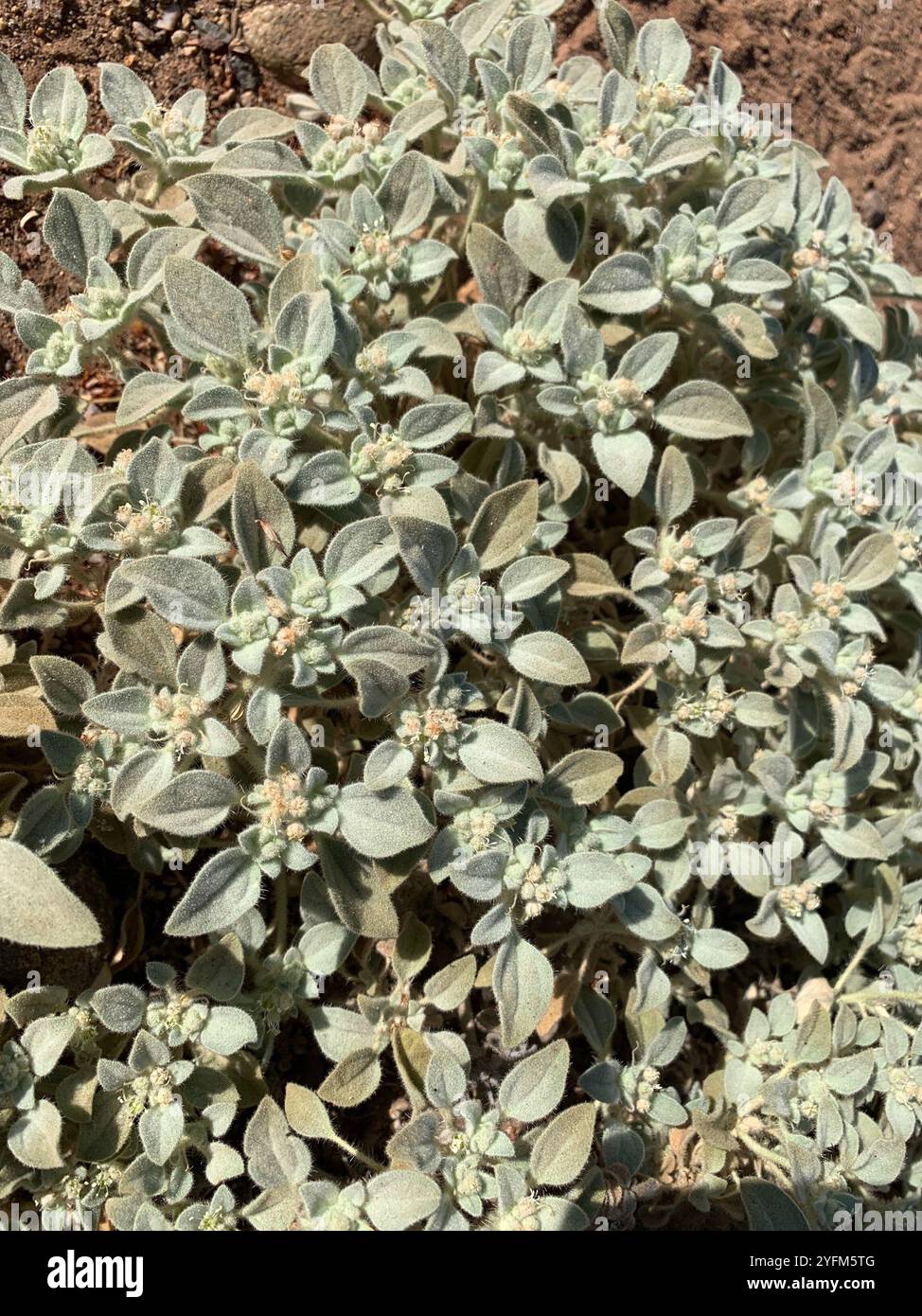 turkey mullein (Croton setiger Stock Photo - Alamy