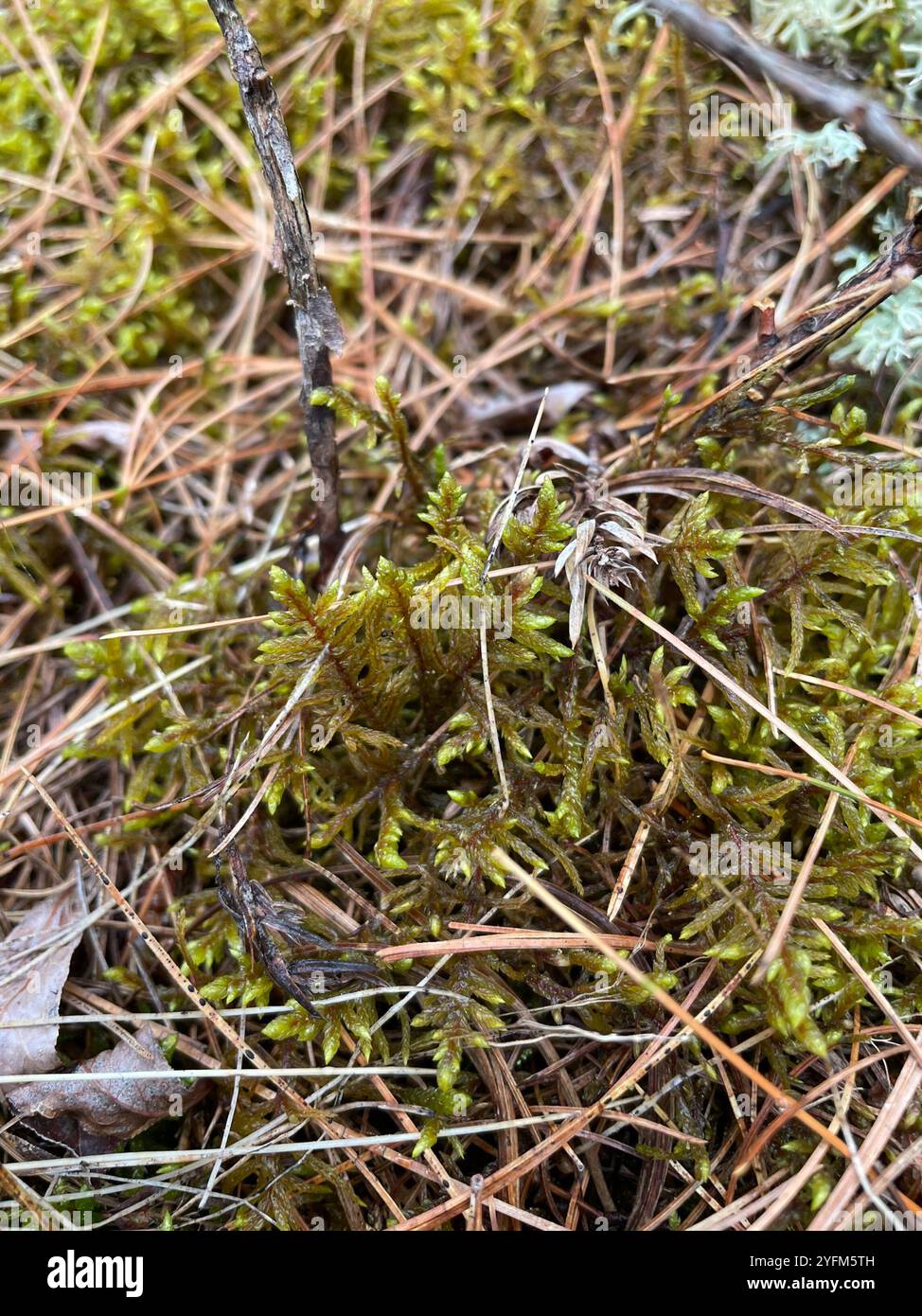 Red-stemmed Feather Moss (Pleurozium schreberi Stock Photo - Alamy