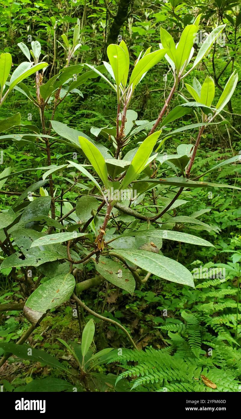great rhododendron (Rhododendron maximum Stock Photo - Alamy