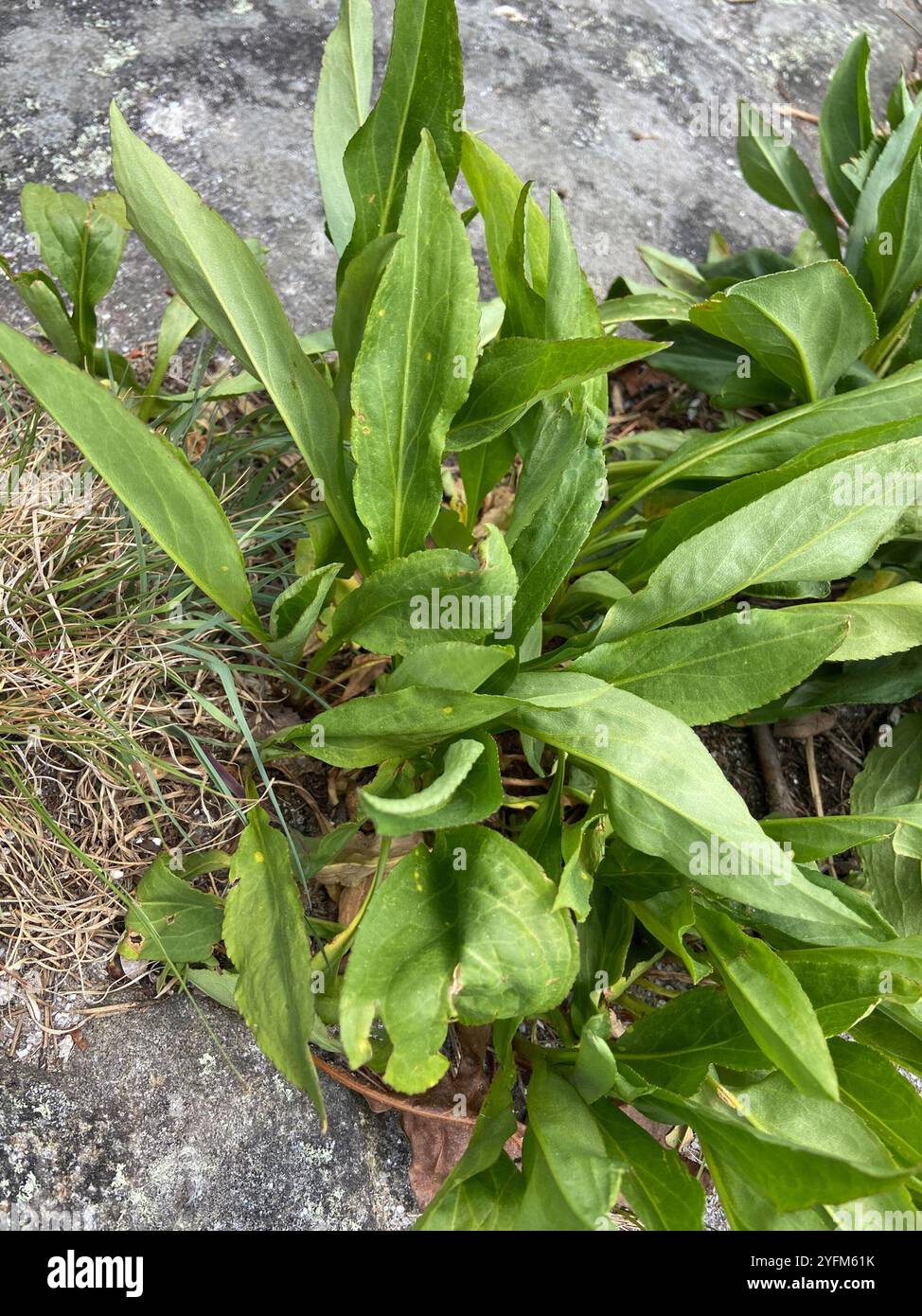 Granite Dome Goldenrod (Solidago simulans Stock Photo - Alamy