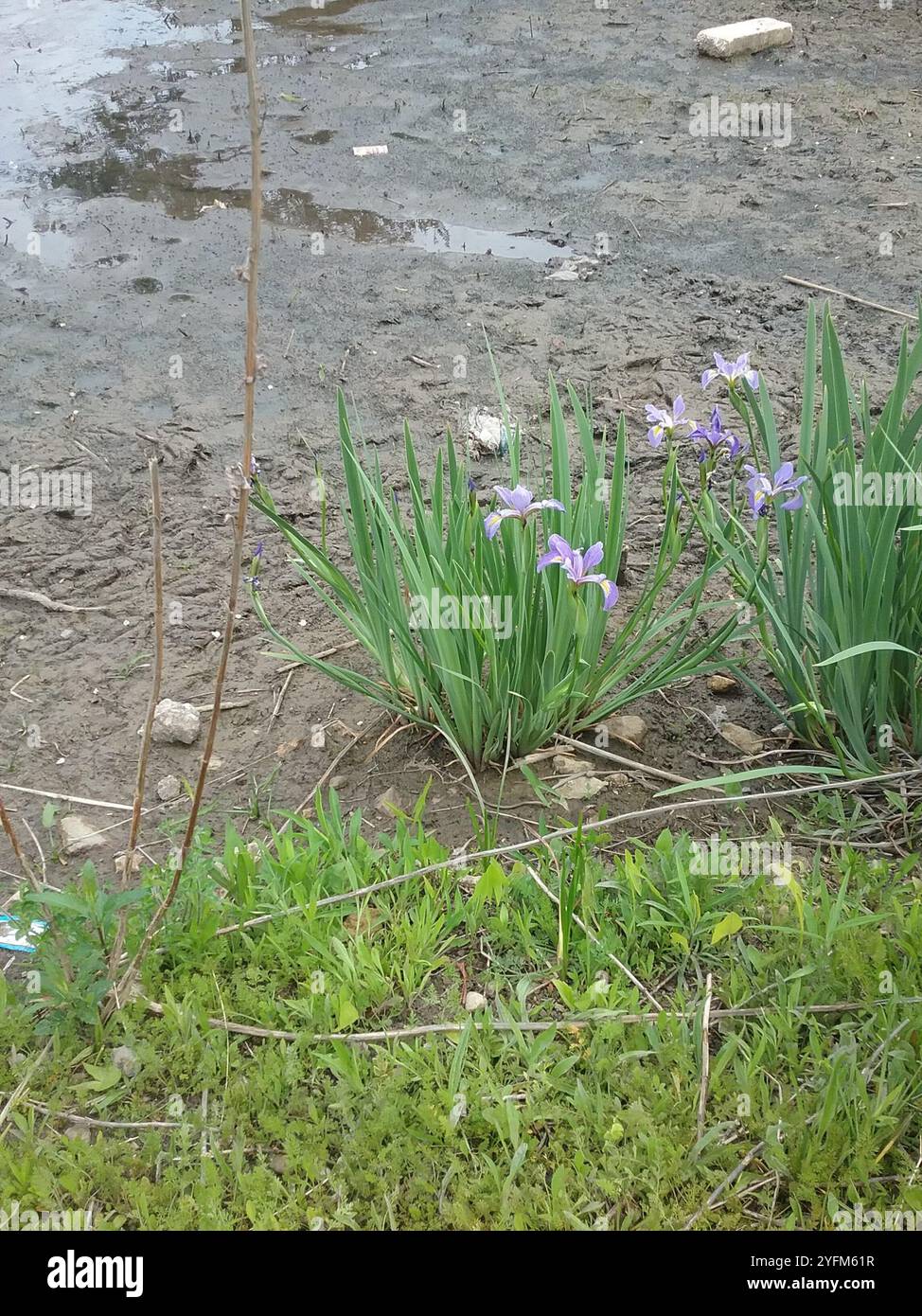 southern blue flag (Iris virginica Stock Photo - Alamy