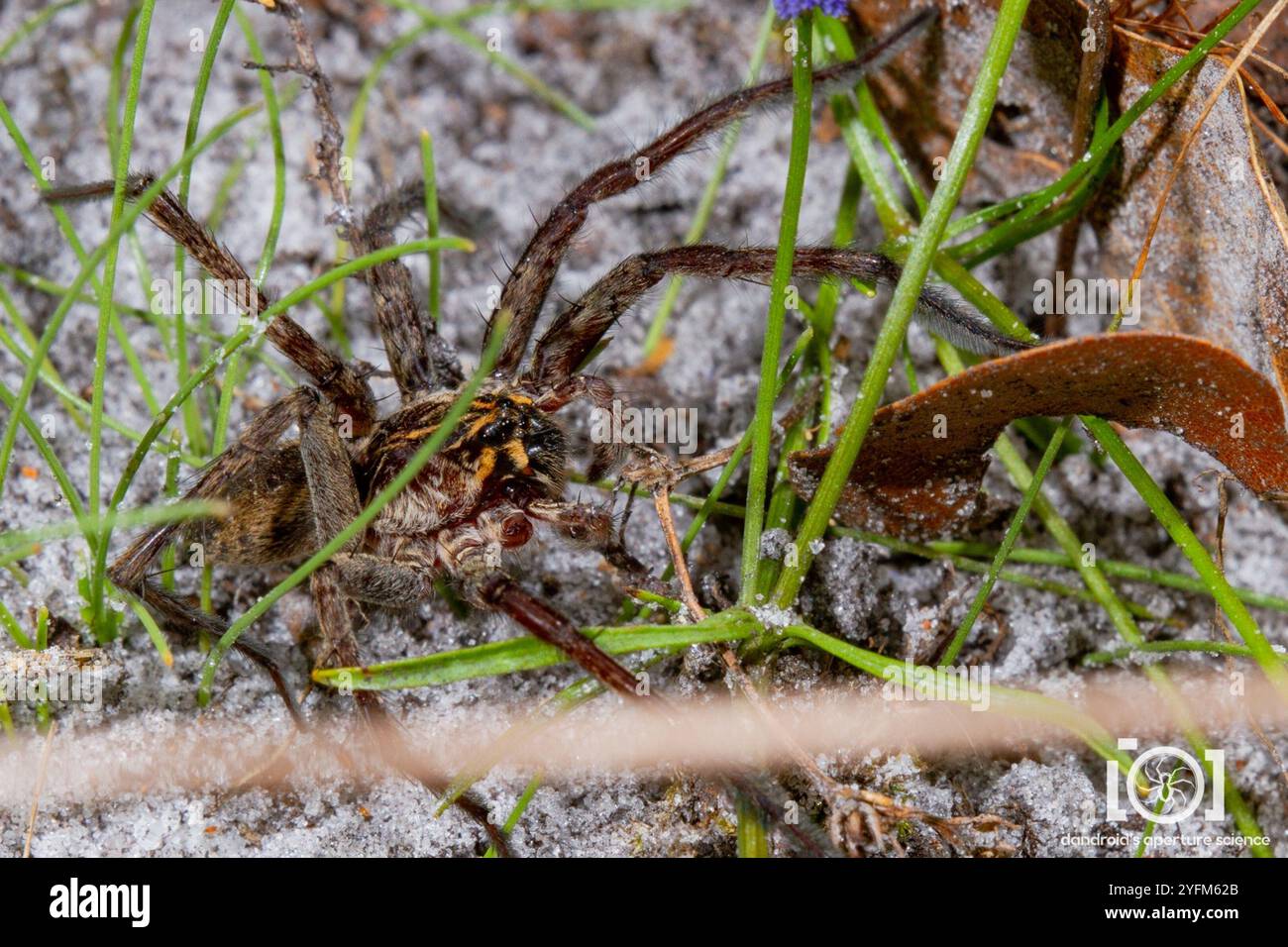 Funnel web wolf spiders hi-res stock photography and images - Alamy