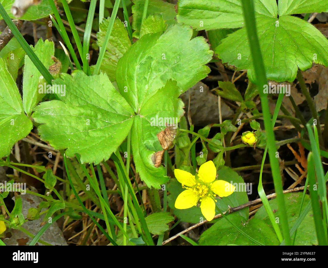 Appalachian barren-strawberry (Waldsteinia fragarioides Stock Photo - Alamy