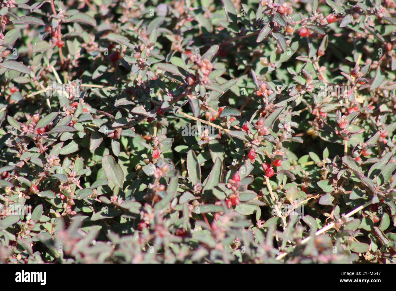 berry saltbush (Atriplex semibaccata Stock Photo - Alamy