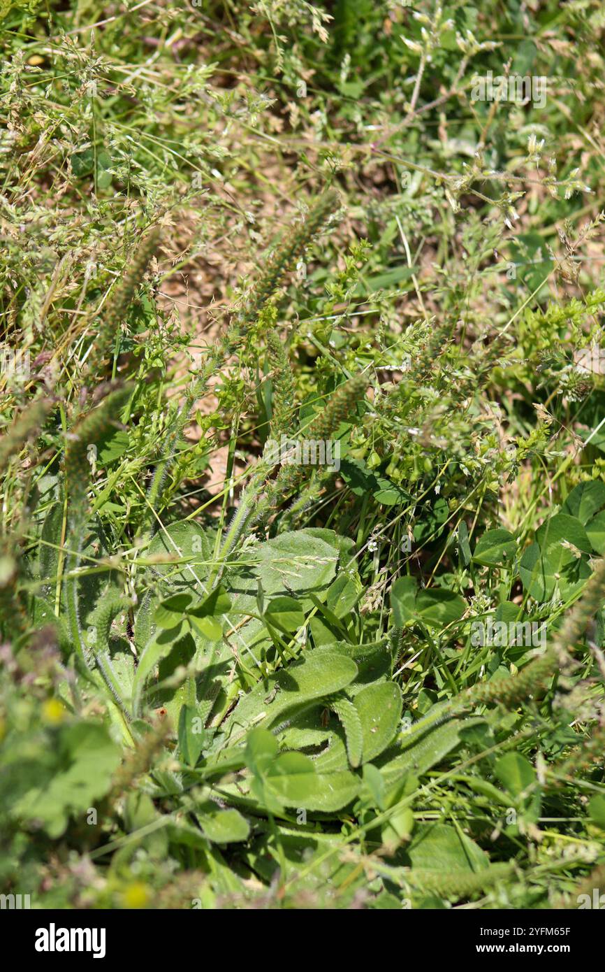 dwarf plantain (Plantago virginica Stock Photo - Alamy