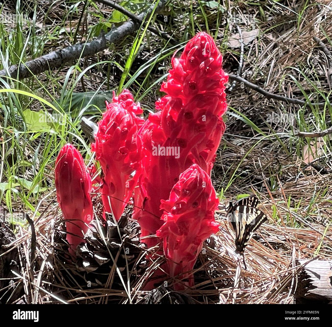 Snowplant (Sarcodes sanguinea Stock Photo - Alamy