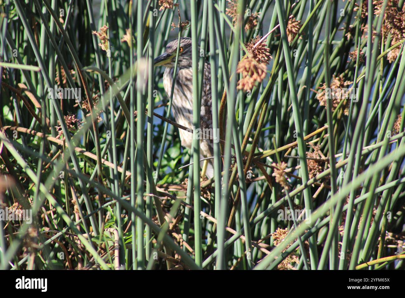 Old World Black-crowned Night Heron (Nycticorax nycticorax nycticorax ...