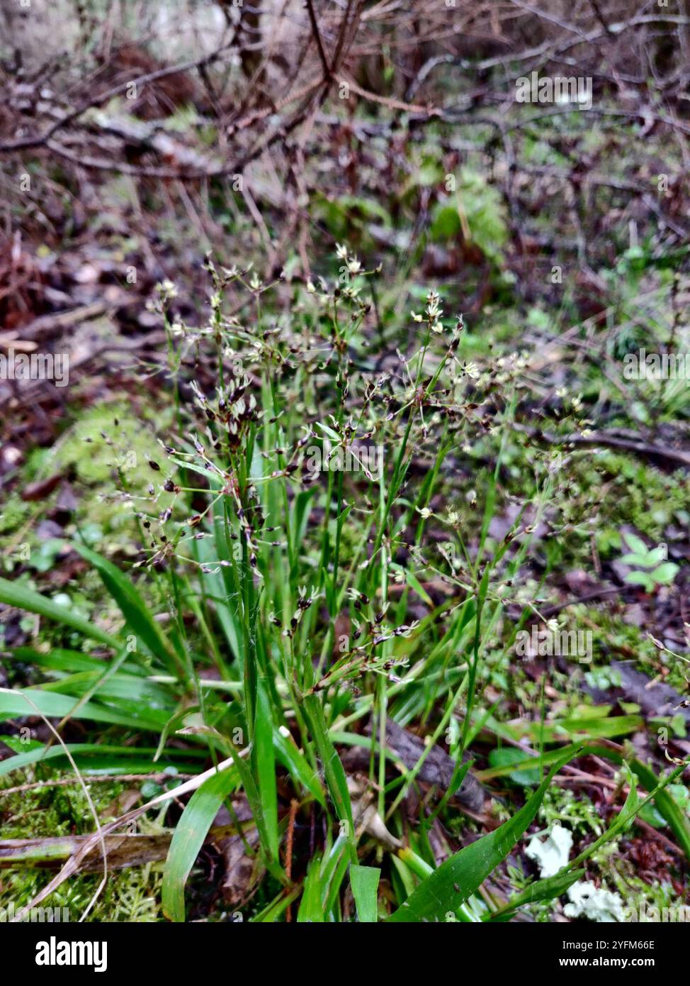 Hairy Woodrush (Luzula pilosa Stock Photo - Alamy