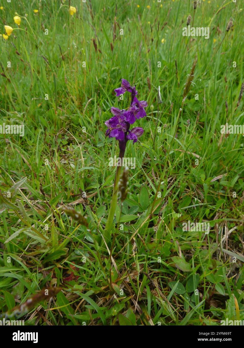 (Anacamptis morio morio Stock Photo - Alamy
