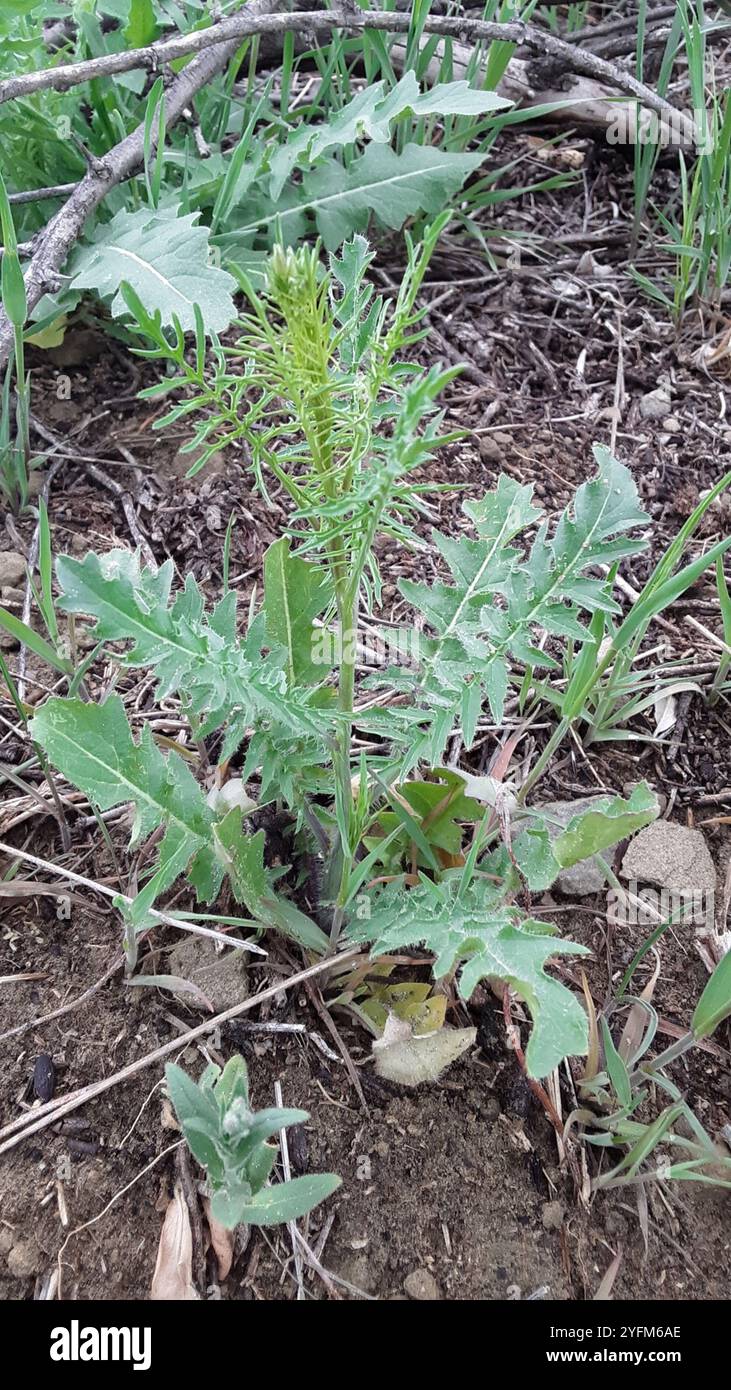 Tall Tumblemustard (Sisymbrium altissimum Stock Photo - Alamy