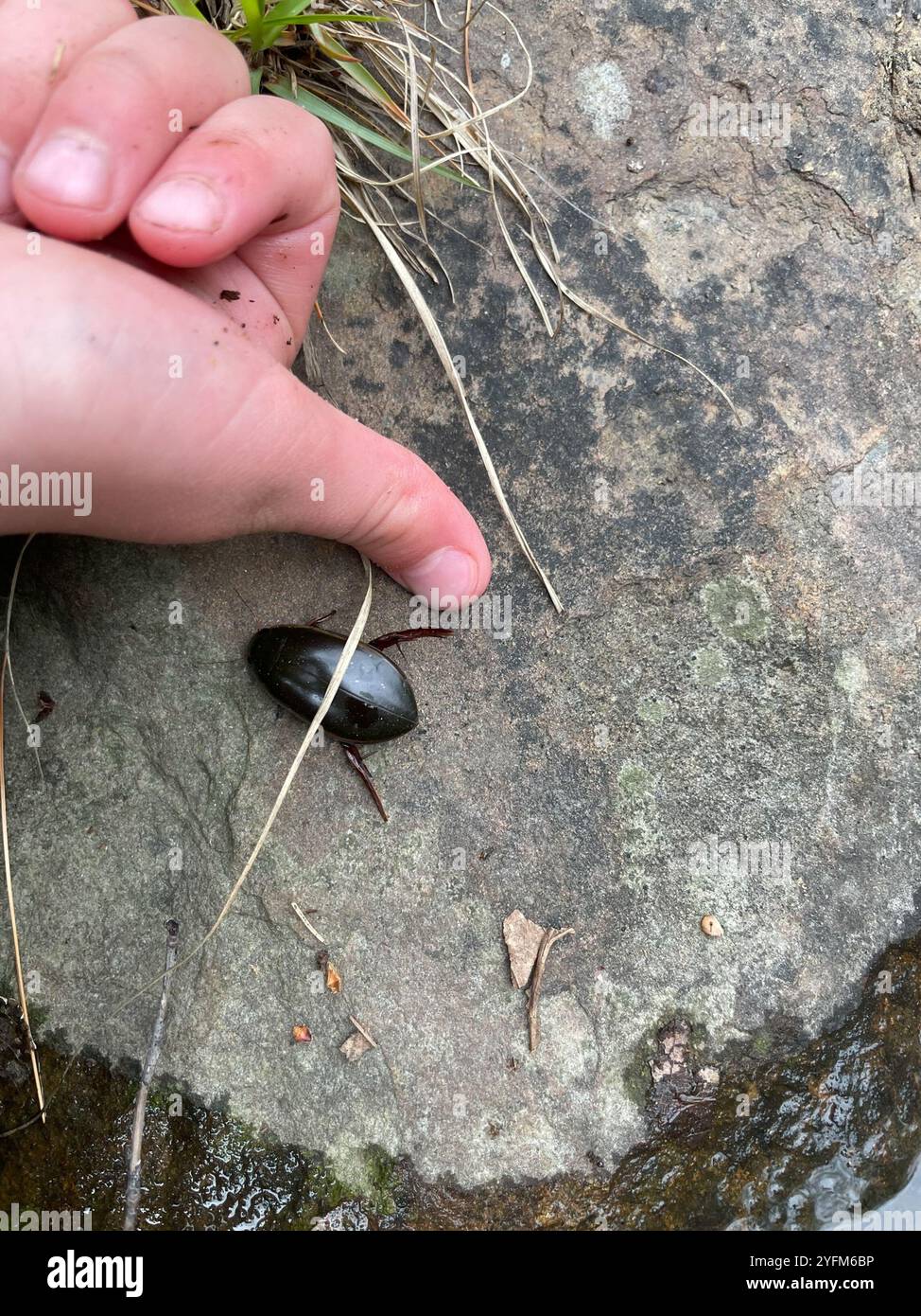 Fringed Diving Beetle (Cybister fimbriolatus Stock Photo - Alamy