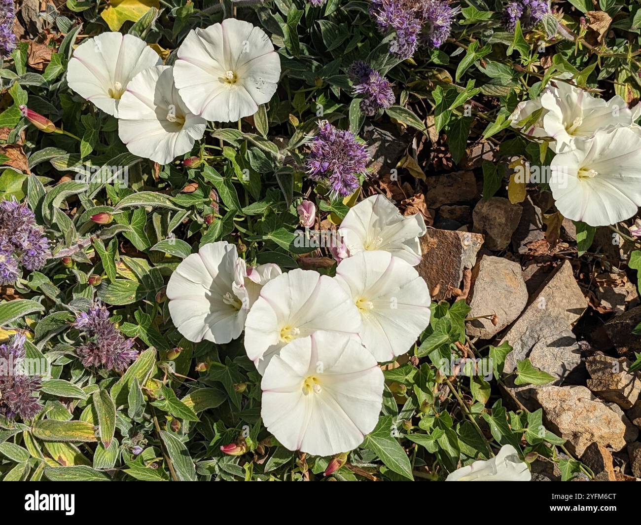 Pacific False Bindweed (Calystegia purpurata Stock Photo - Alamy