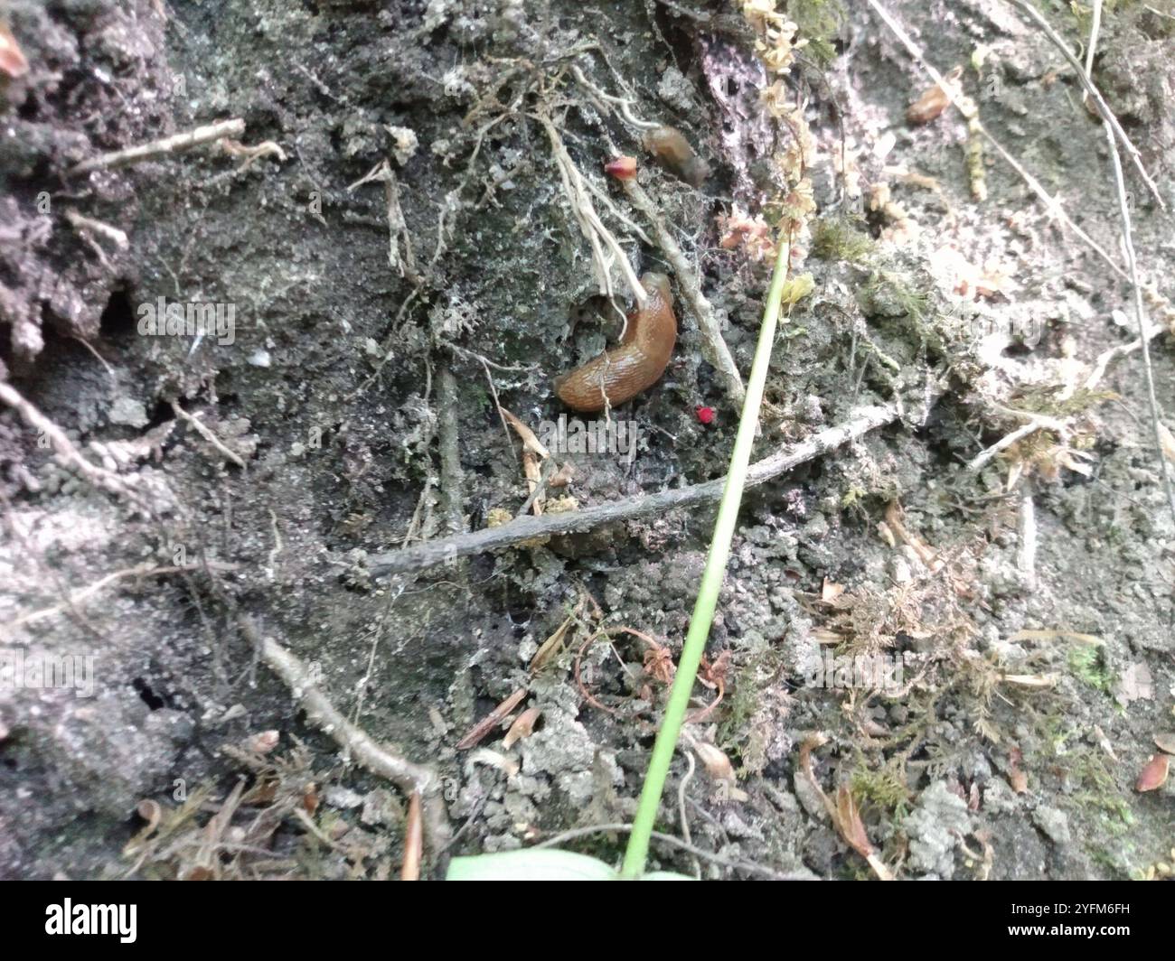 Western Dusky Slug (Arion subfuscus Stock Photo - Alamy