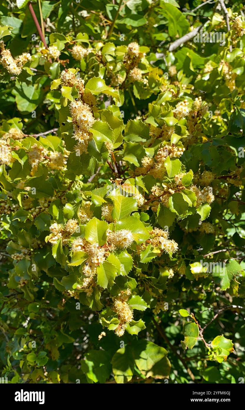 hollyleaf cherry (Prunus ilicifolia Stock Photo - Alamy
