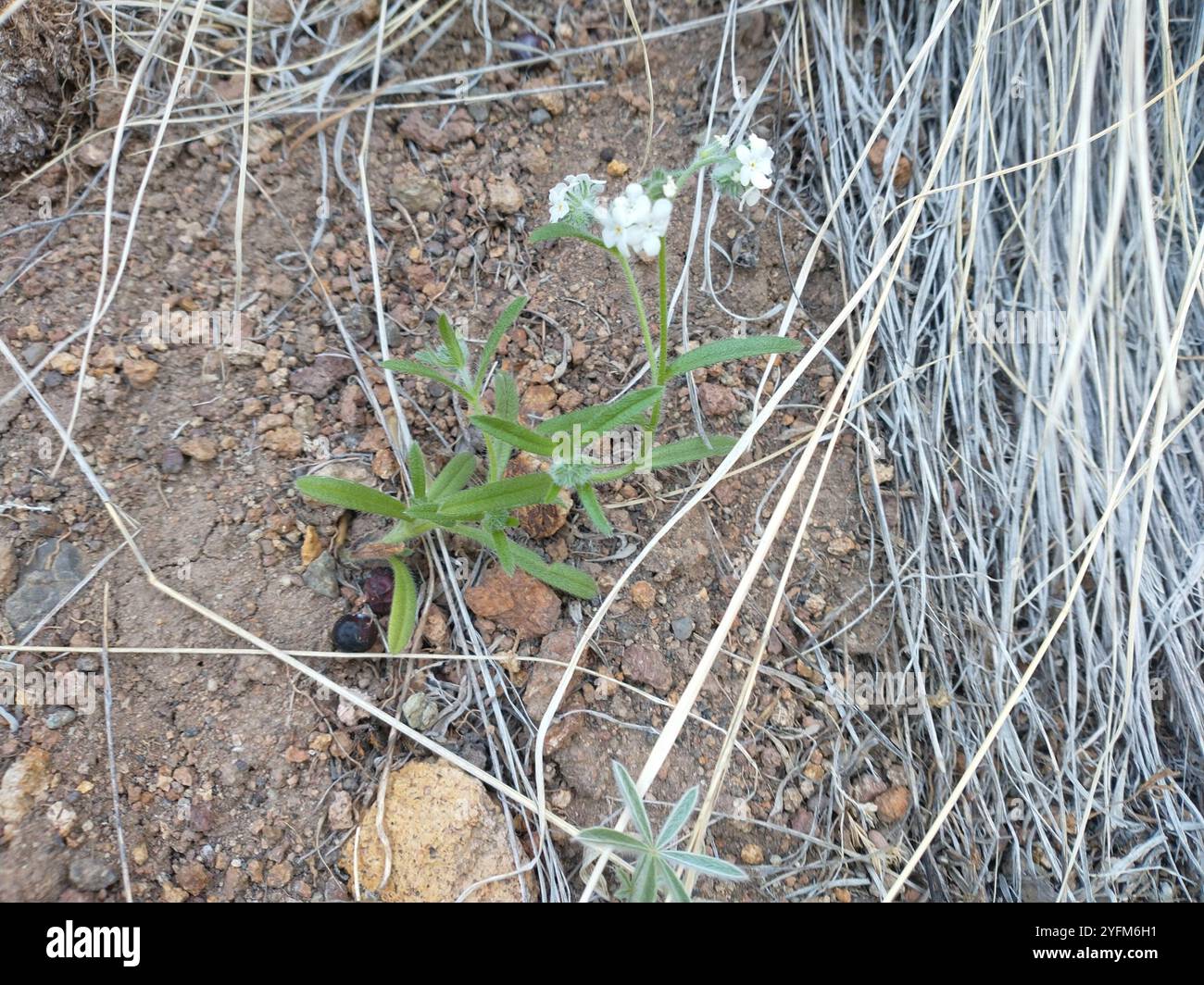 Clearwater cryptantha (Cryptantha intermedia Stock Photo - Alamy