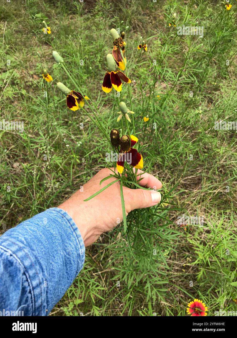 upright prairie coneflower (Ratibida columnifera Stock Photo - Alamy