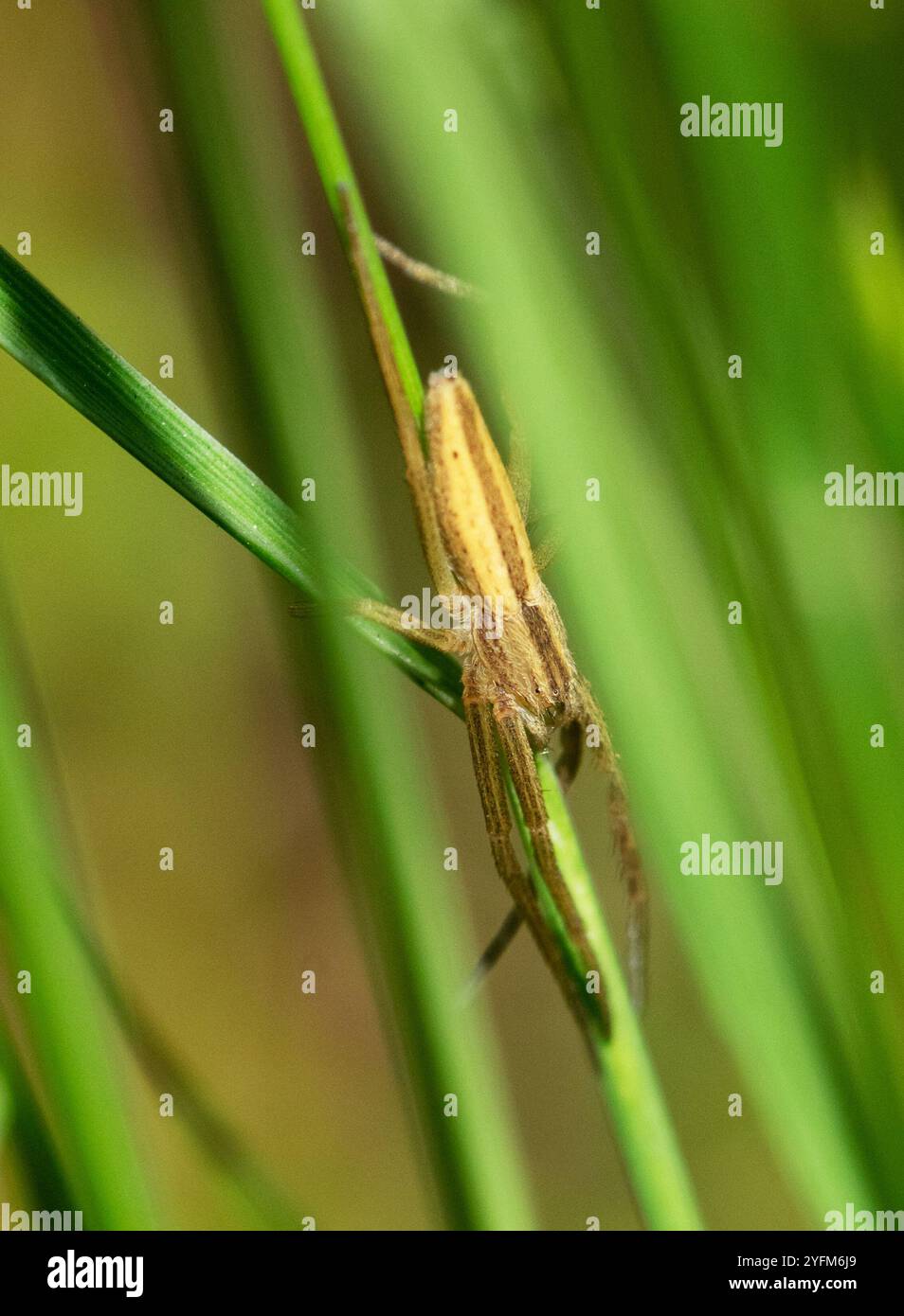 Slender Crab Spiders (Tibellus Stock Photo - Alamy