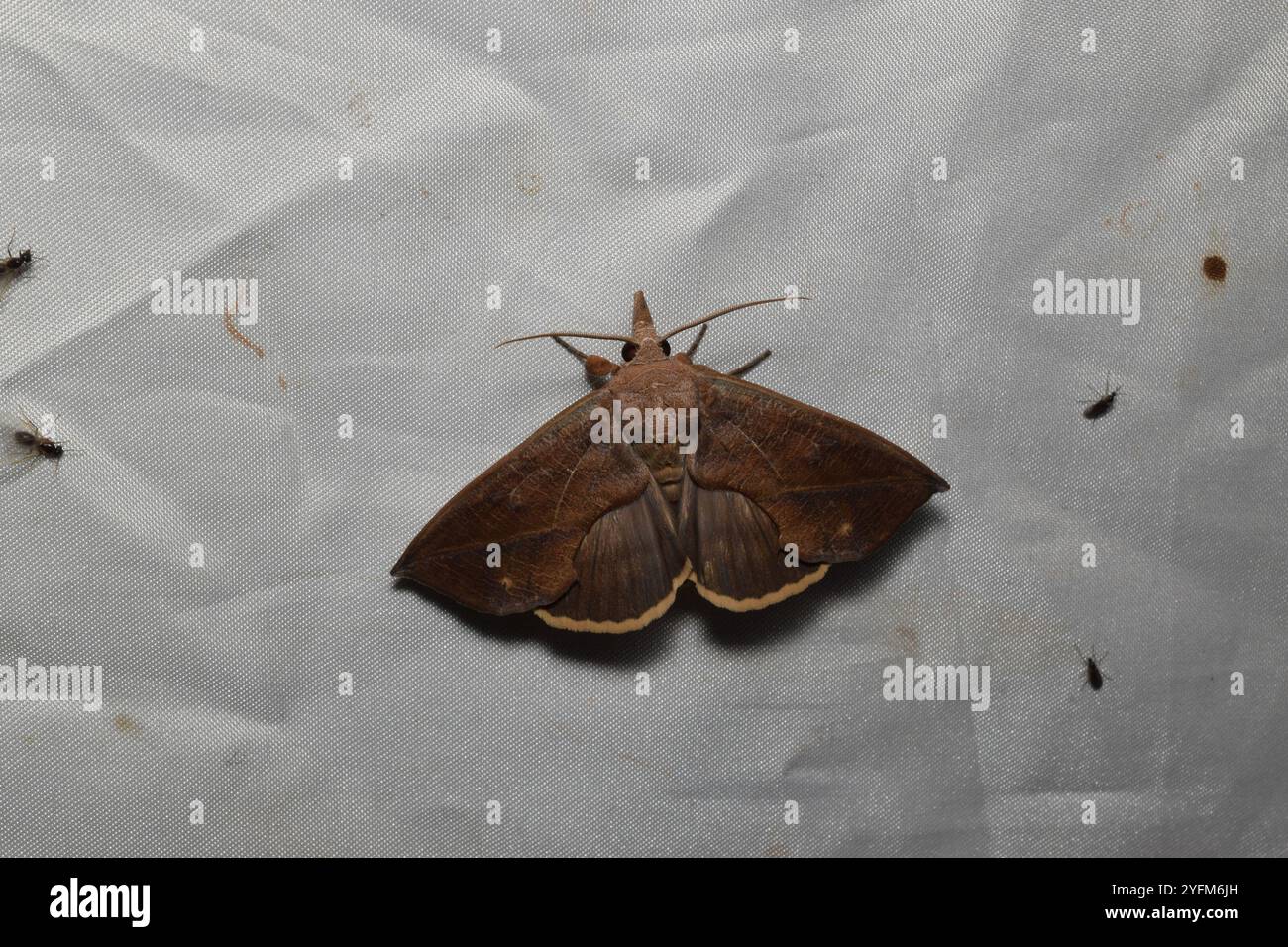 Calyptra hi-res stock photography and images - Alamy
