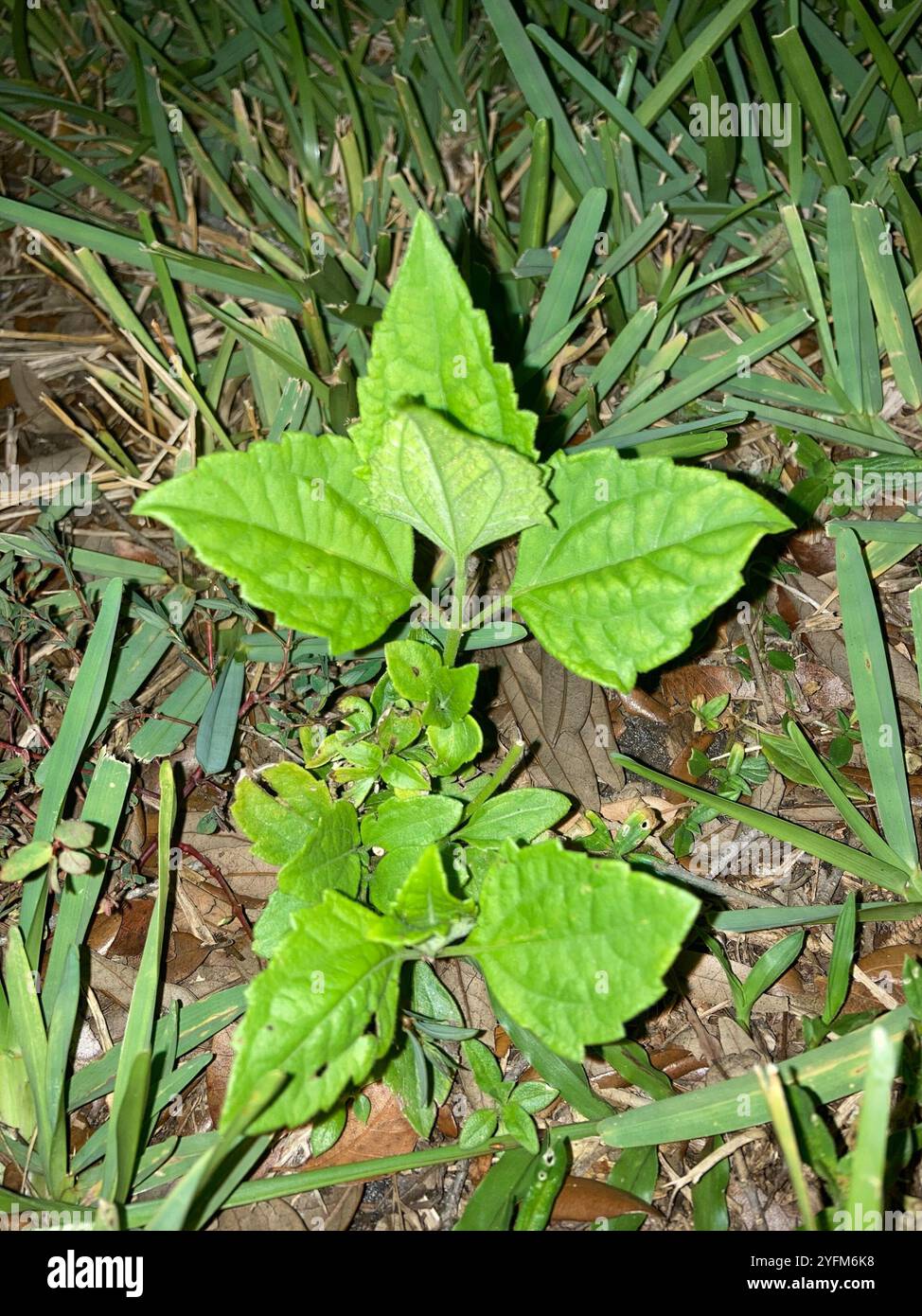 Siam weed (Chromolaena odorata Stock Photo - Alamy