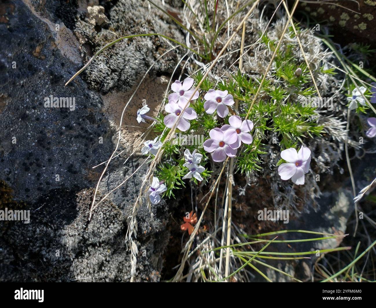 spreading phlox (Phlox diffusa Stock Photo - Alamy