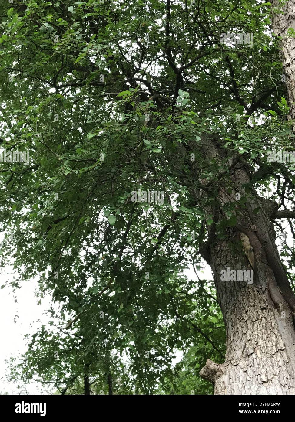 Cedar Elm (Ulmus crassifolia Stock Photo - Alamy