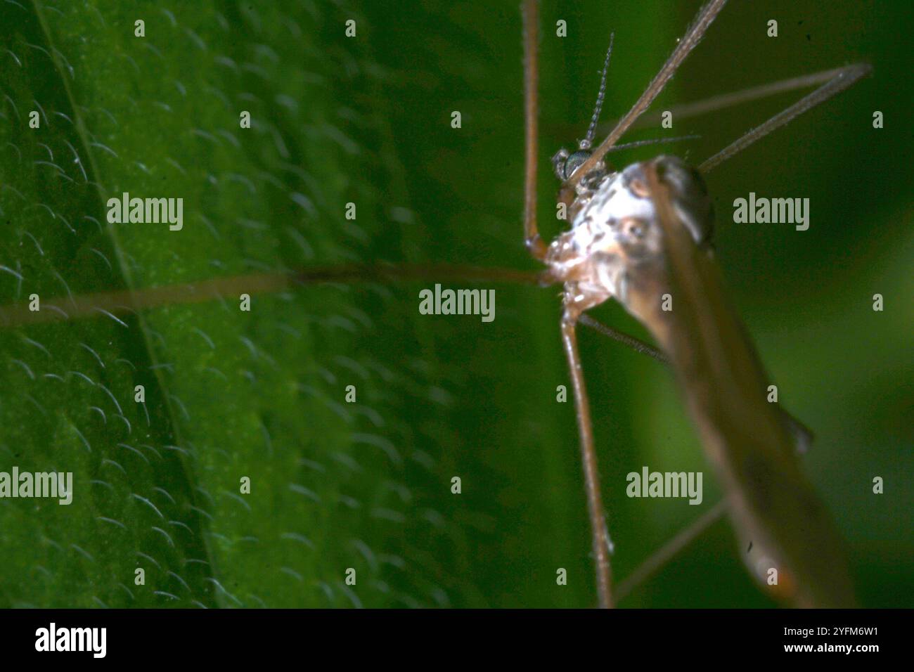 Typical Crane Flies (Tipuloidea Stock Photo - Alamy