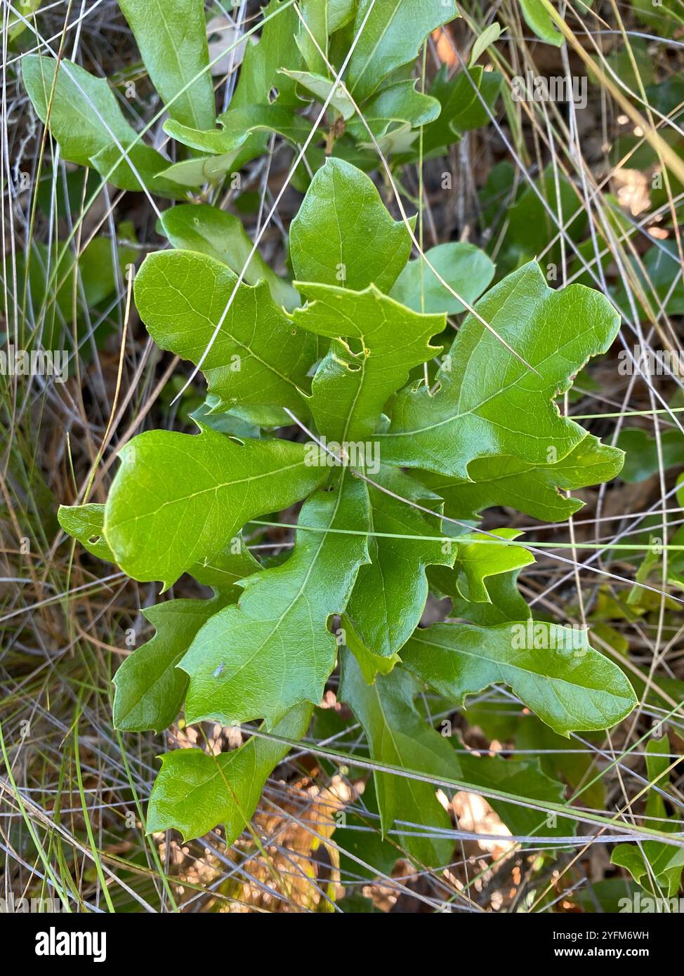 dwarf live oak (Quercus minima Stock Photo - Alamy